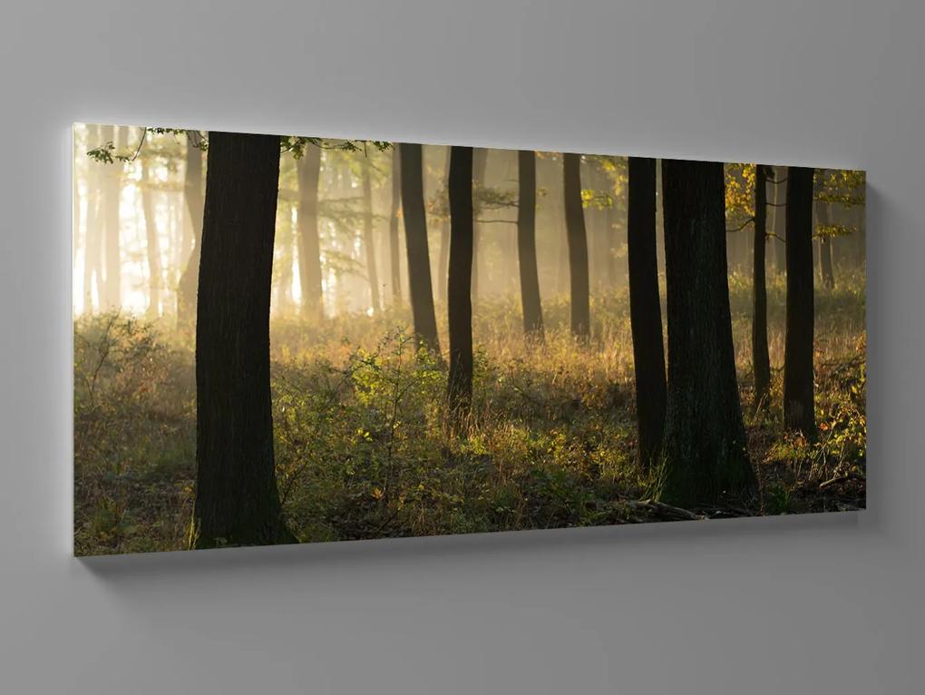 Liox XXL Obraz ranní paprsky v lese Rozměr: 200 x 100 cm