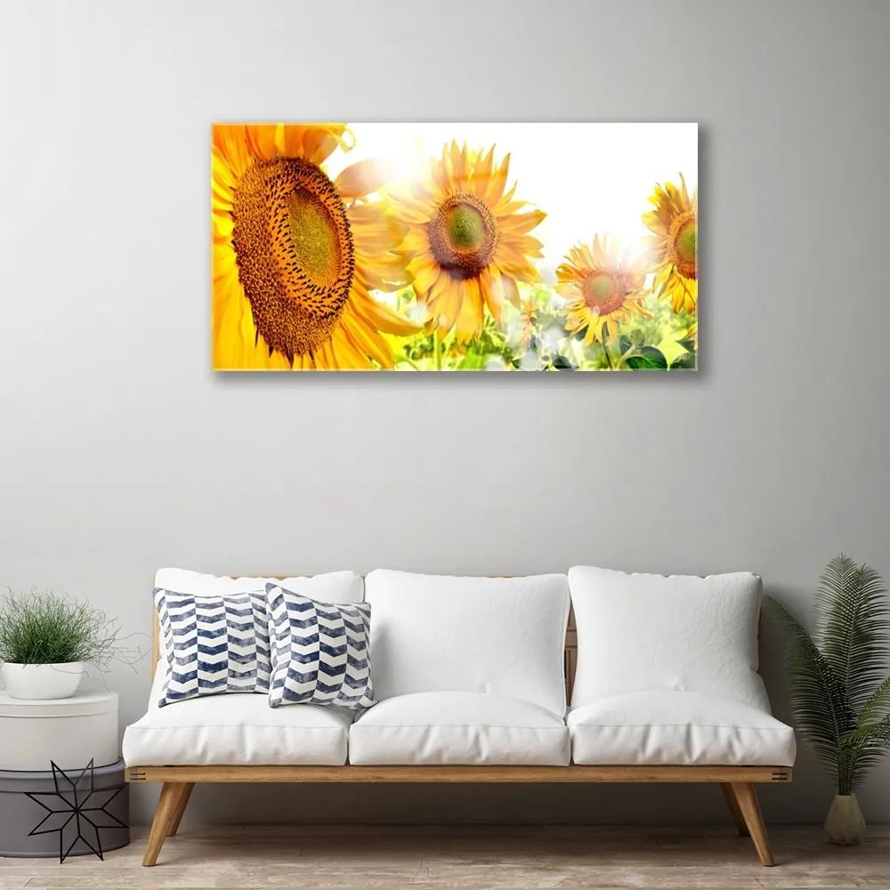 Obraz na skle Slunečnice Květ Rostlina 100x50 cm