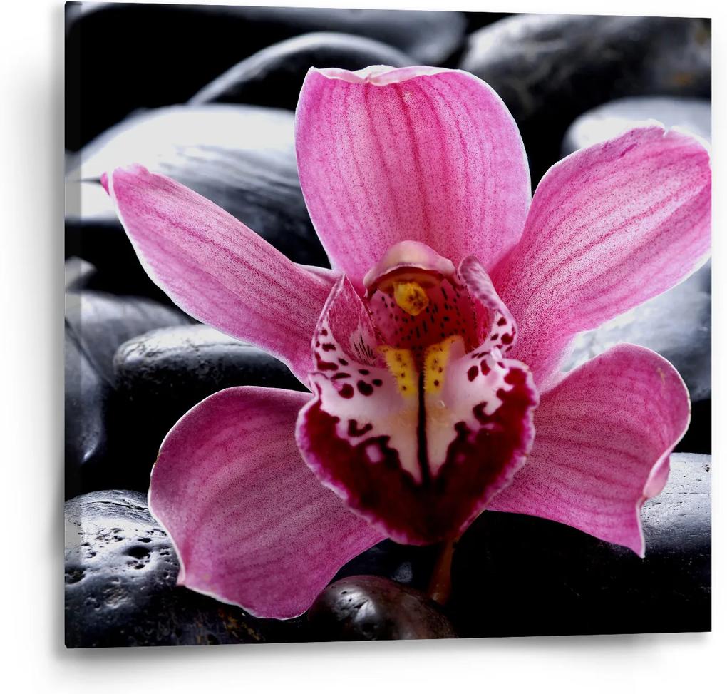 Obraz - Růžová orchidea 50x50 cm