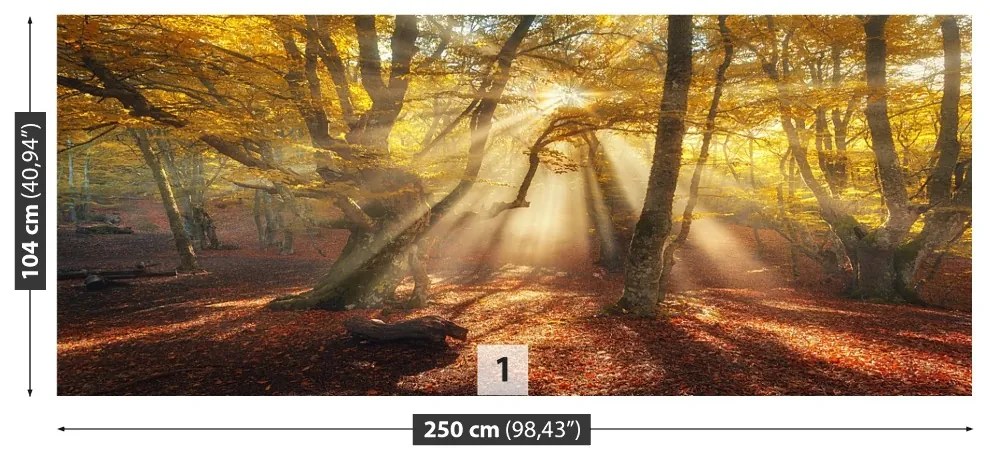 Fototapeta Kouzelný les 104x70