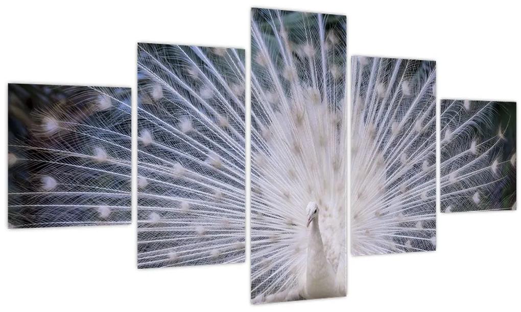 Obraz - Bílý páv (125x70 cm)
