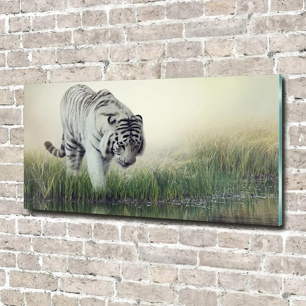 Wallmuralia Fotoobraz na skle Bílý tygr 140x70 cm