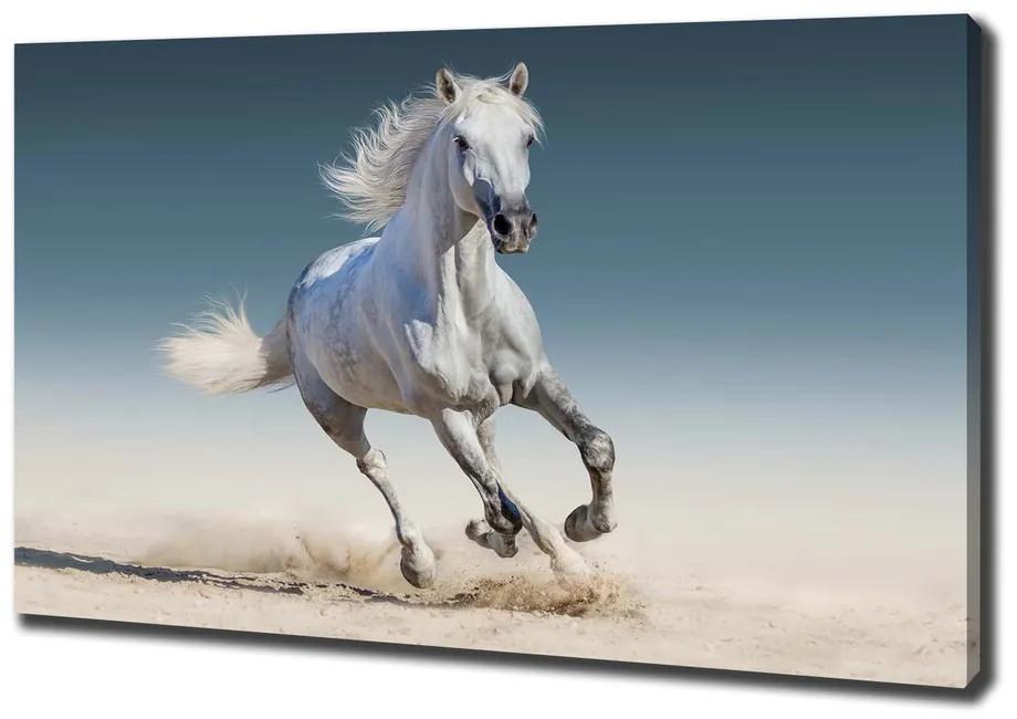 Wallmuralia Foto obraz na plátně Bílý kůň ve cvalu 100x70 cm