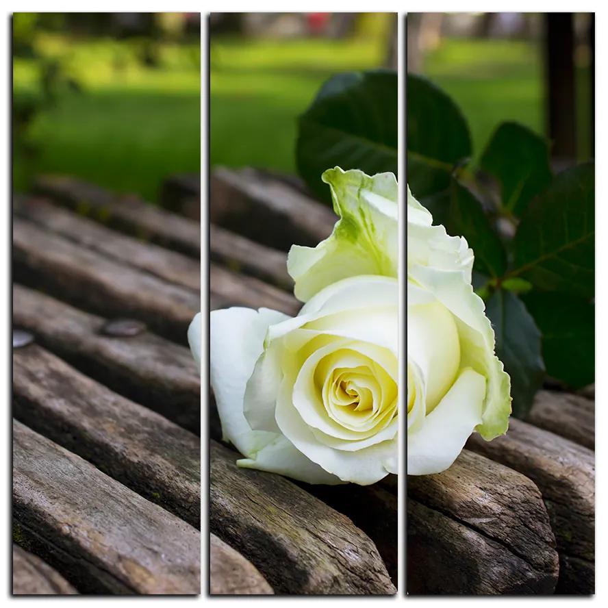 Obraz na plátně - Bílá růže na lavici - čtverec 3224B (105x105 cm)
