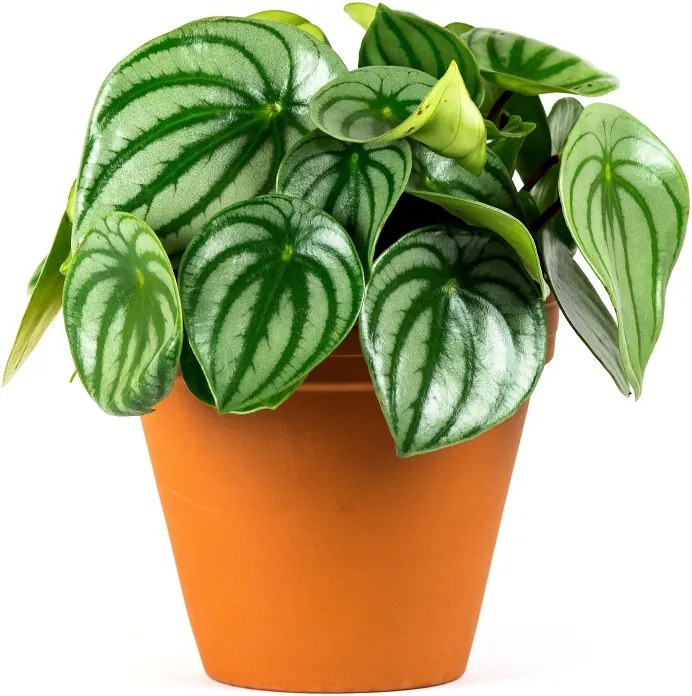 Peperomia Argyreia, průměr 12 cm Pepřinec