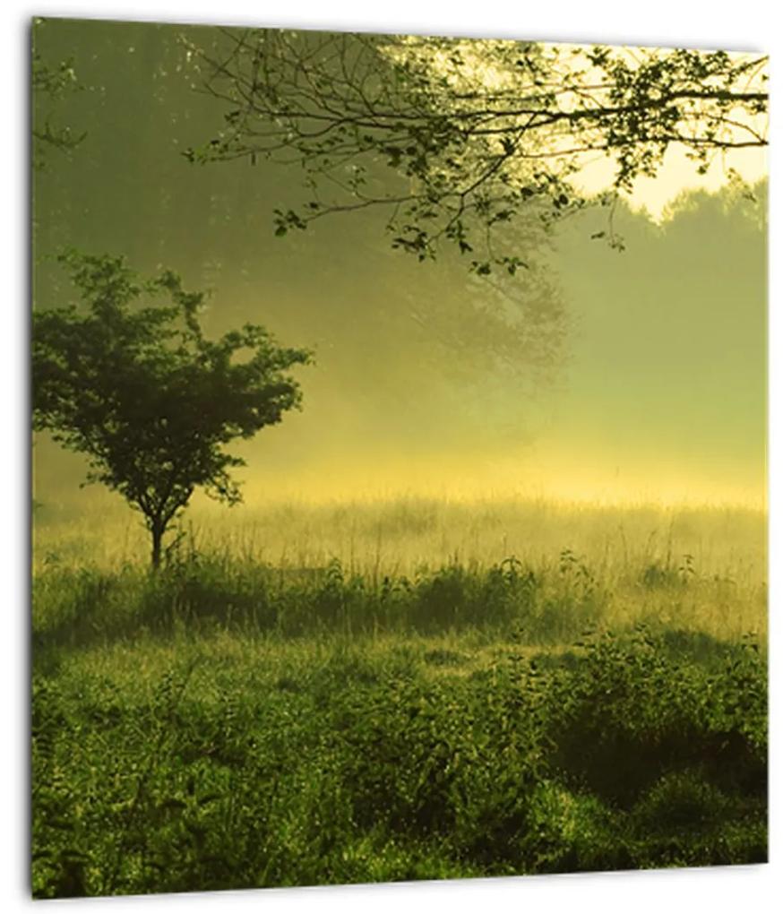 Obraz - Probouzející se les (30x30 cm)