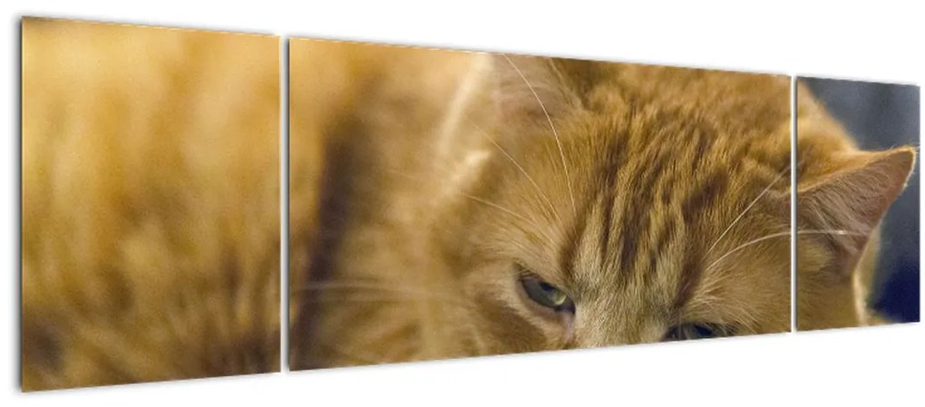 Obraz kočky (170x50 cm), 40 dalších rozměrů