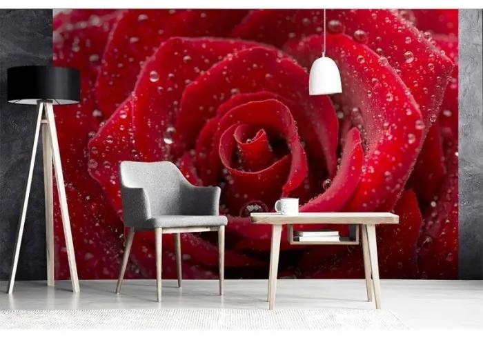 Vliesové fototapety na zeď Červená růže | MS-5-0138 | 375x250 cm