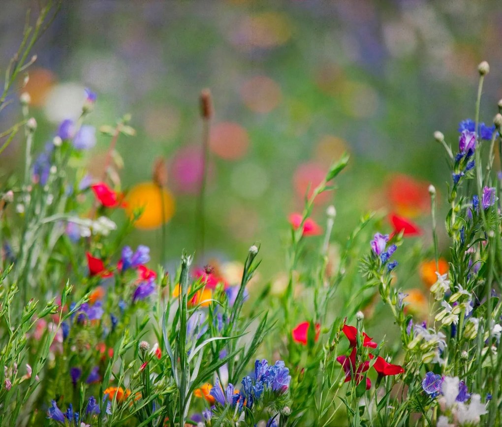 Tchibo - Květinový koberec Včelí louka - barva: bílá