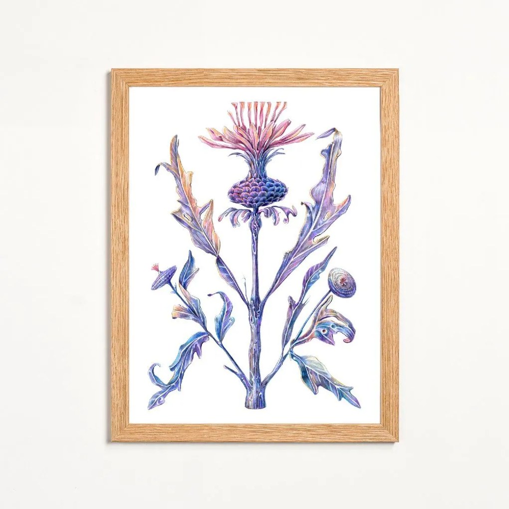 Filip Šenkeřík | Centaurea Rám: Černý, Velikost: 100 x 70 cm