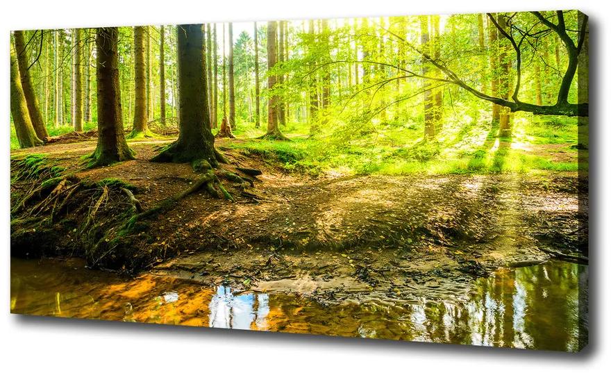 Wallmuralia Foto obraz na plátně Sluneční paprsky les 100x50 cm