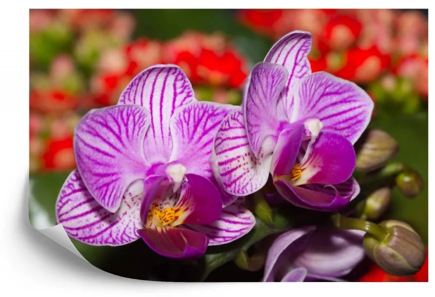 Fototapeta Optická Orchidea 3D Samolepící tapety 416x254