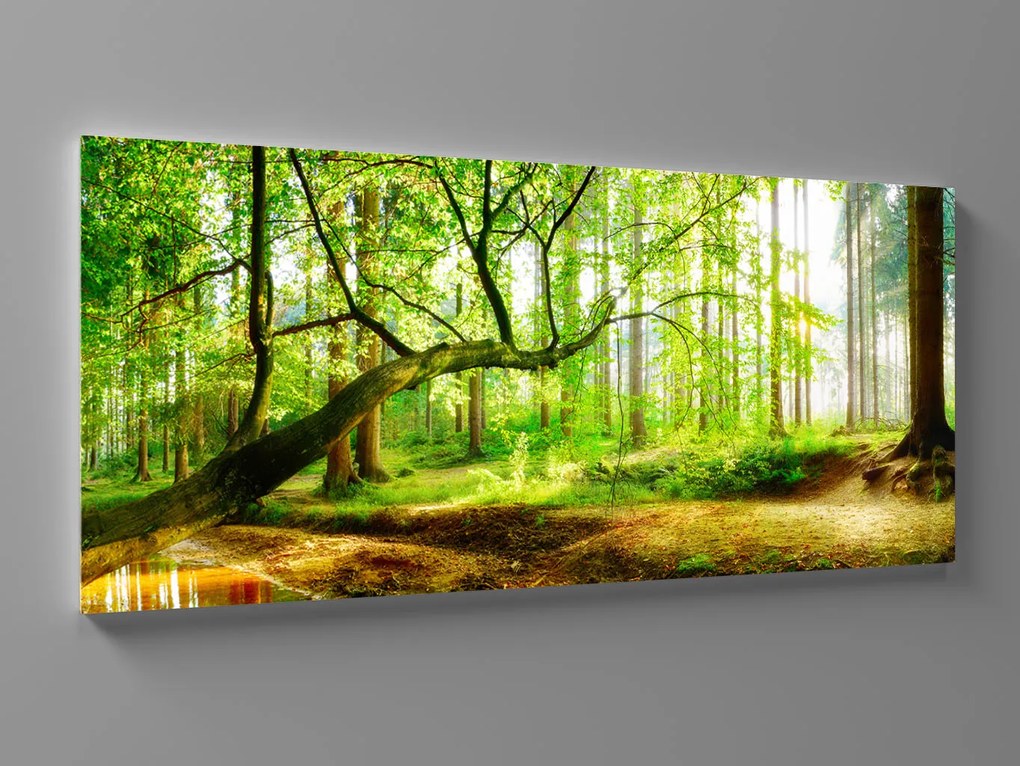 Liox Les v paprscích slunce Rozměr: 120 x 55 cm