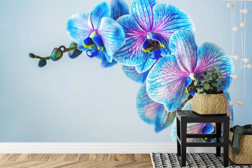 Fototapeta Barevná Orchideje Strukturální vinyl 104x70.5