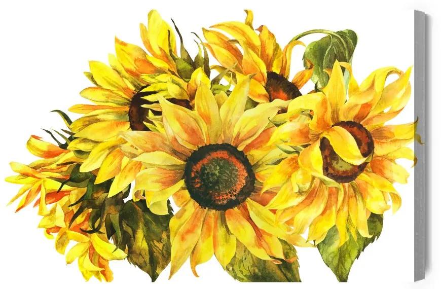 Obraz Slunečnice Jako Malované Na Bílém Pozadí Nedostatek Nedostatek Plátno Canvas 120x80
