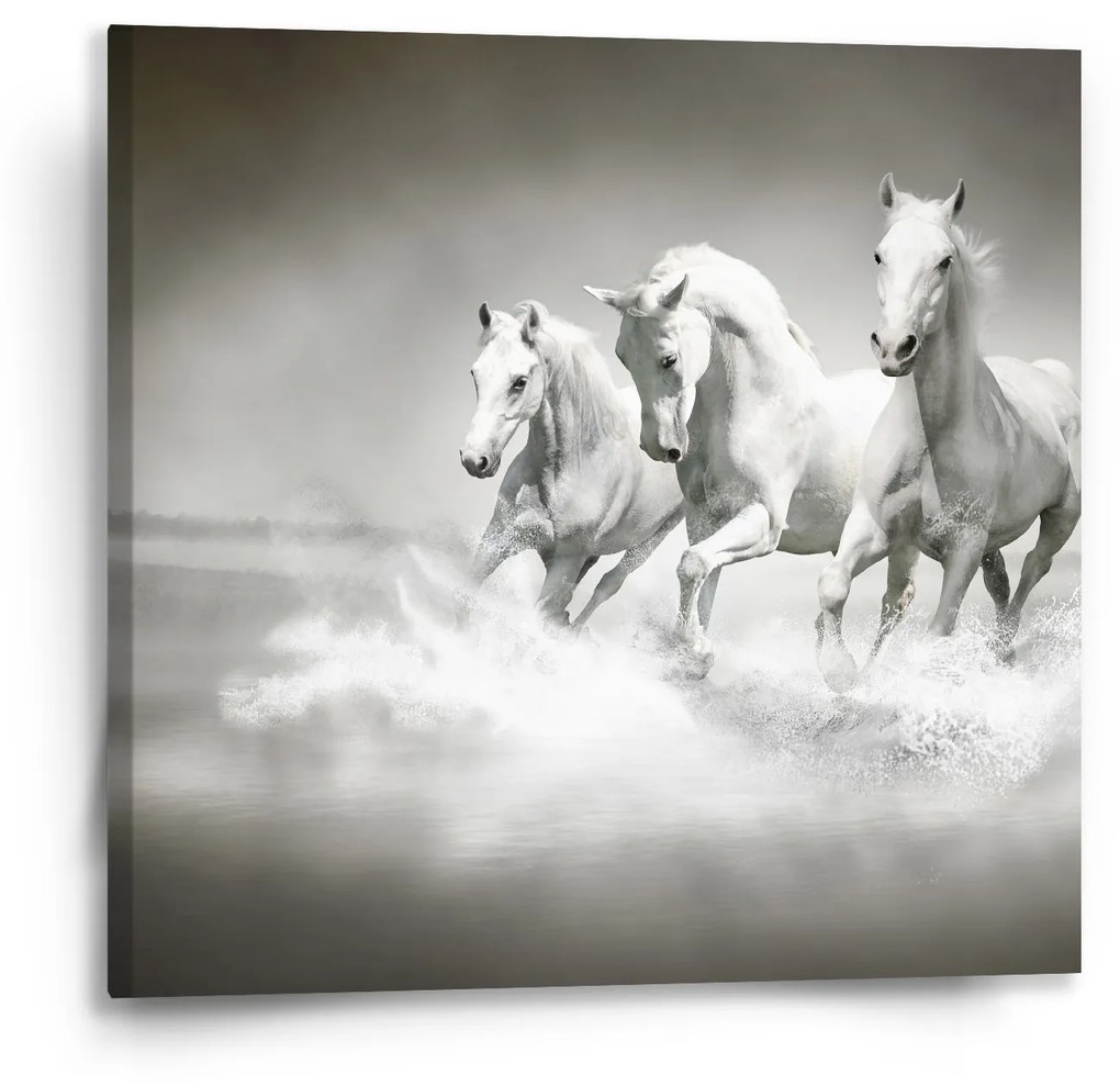 Obraz SABLIO - Bílí koně 50x50 cm
