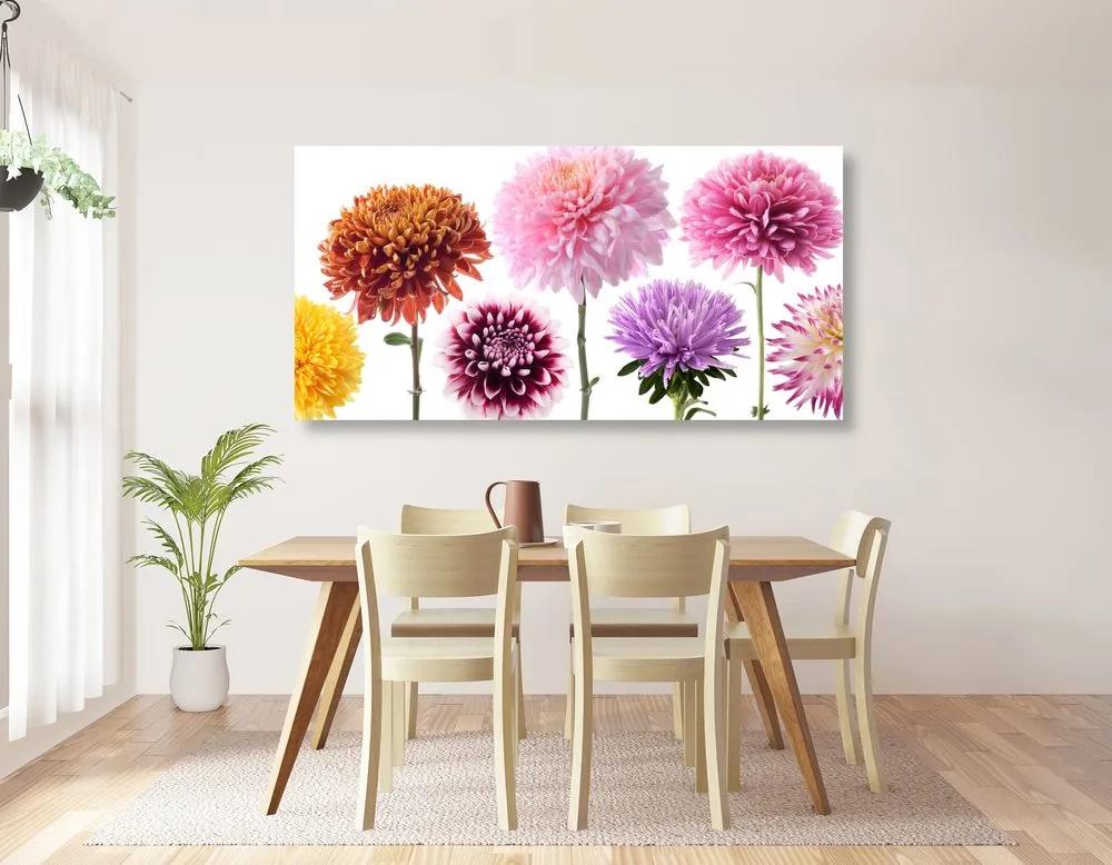 Obraz květiny jiřiny v rozmanitém designu Varianta: 100x50