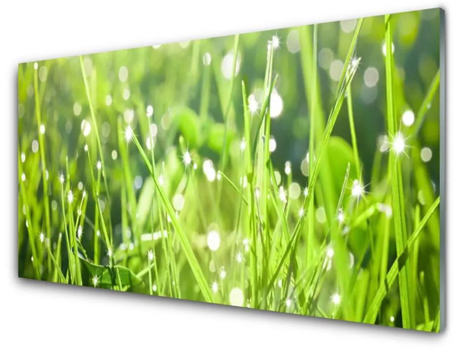 akrylový obraz Tráva Rostlina Příroda 120x60 cm