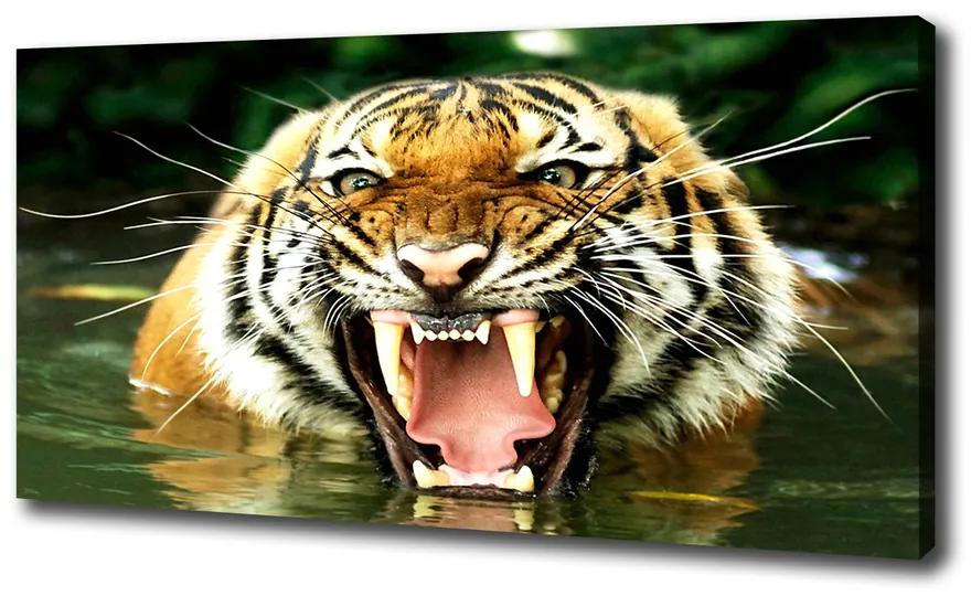 Wallmuralia Foto obraz na plátně Řvoucí tygři 100x50 cm