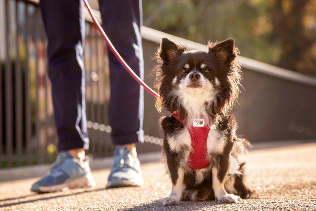 Postroj pro psy a kočky Curli CLAPS Air-Mesh červený Velikost: L