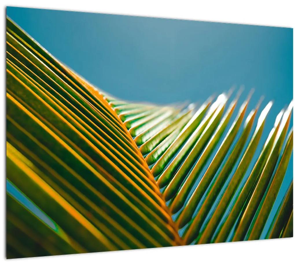 Skleněný obraz - Detail palmového listu (70x50 cm)