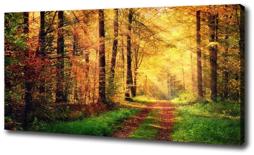 Wallmuralia Foto obraz na plátně Podzimní les 100x50