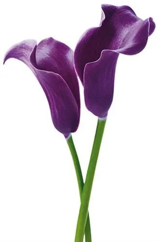 Fototapeta Purple Calla Lilies, rozměr 115 cm x 175 cm, fototapety W+G 675
