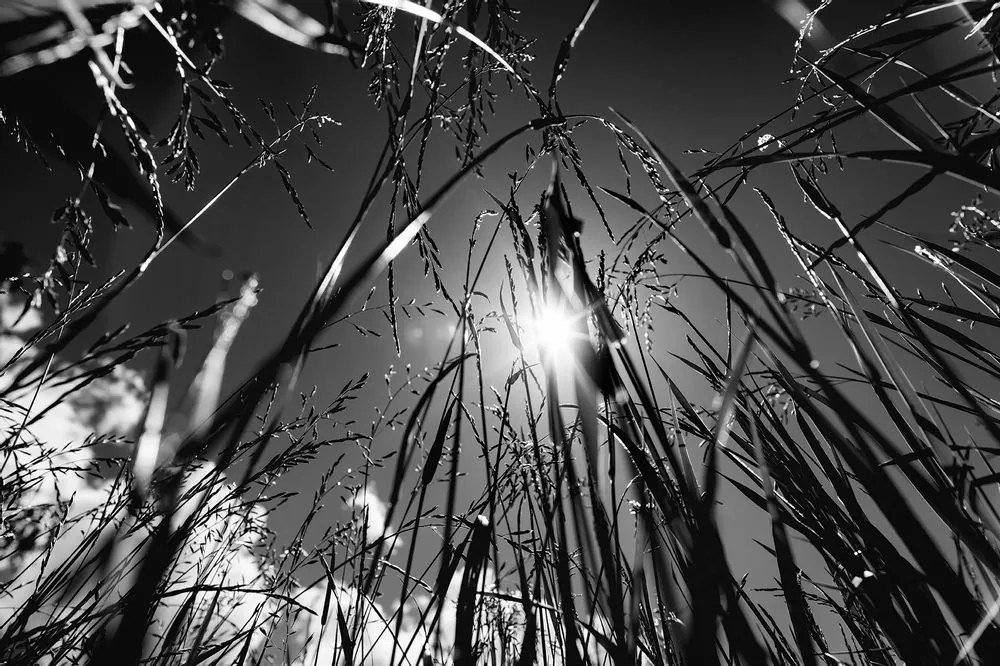 Samolepící fototapeta černobílá polní tráva - 150x100 cm