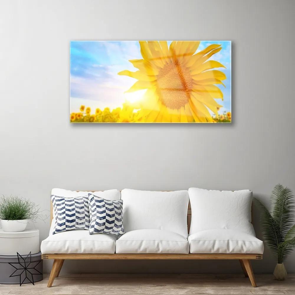 Obraz na skle Slunečnice Květ Slunce 140x70 cm