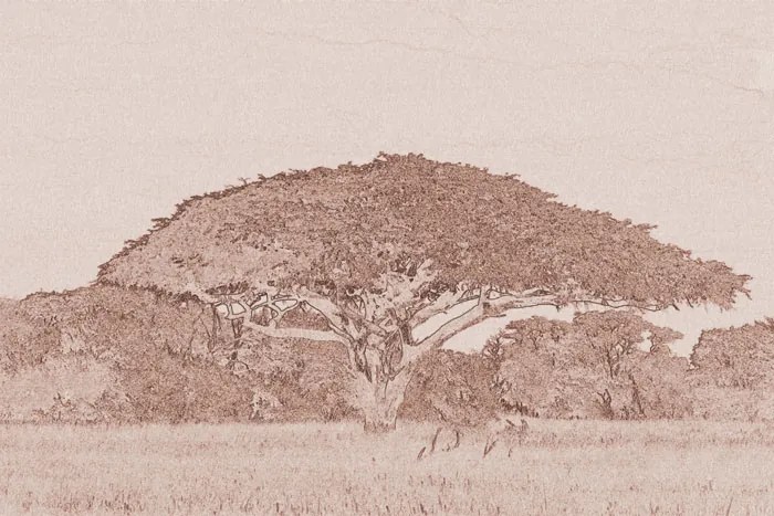 Fototapeta DIMEX Acacia Tree Painting Brown XL-316| 330 x 220 cm