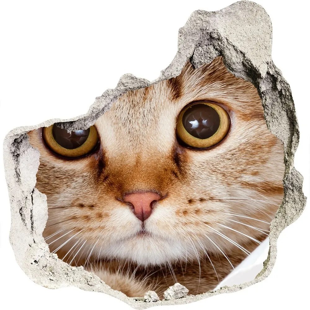 Wallmuralia Díra 3D fototapeta nálepka Kočka 75x75 cm