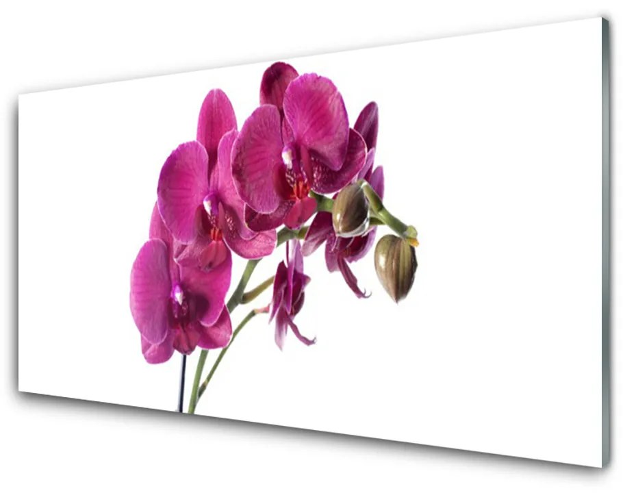 Plexisklo-obraz Orchidej Květiny Příroda 125x50 cm