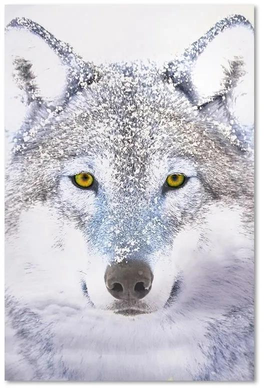Obraz na plátně Vlk šedý Příroda Zvířata - 80x120 cm