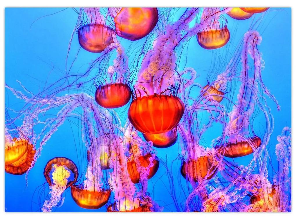 Skleněný obraz medúz v moři (70x50 cm)