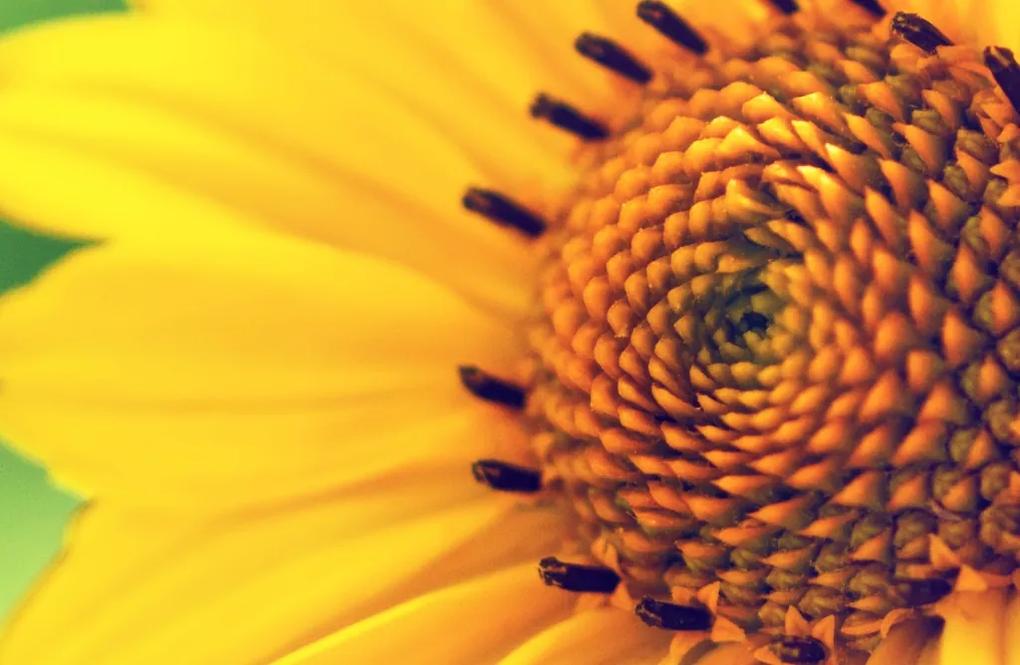 Obraz žlutý květ Velikost (šířka x výška): 150x100 cm