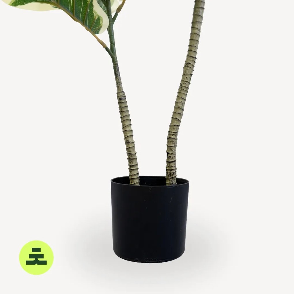 Umělý Ficus Lyrata 180 cm