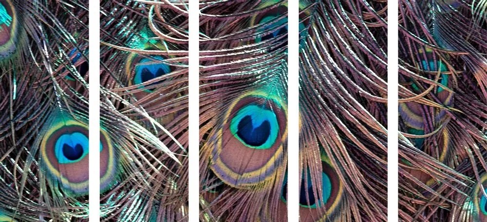 5-dílný obraz paví peříčko - 200x100 cm