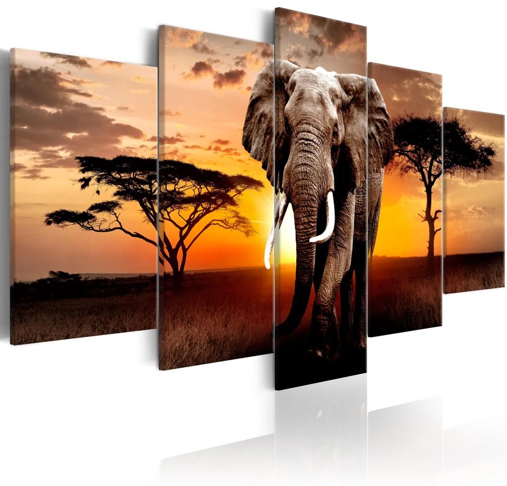 Pětidílné obrazy - slon v Africe (180x90 cm) - Murando DeLuxe