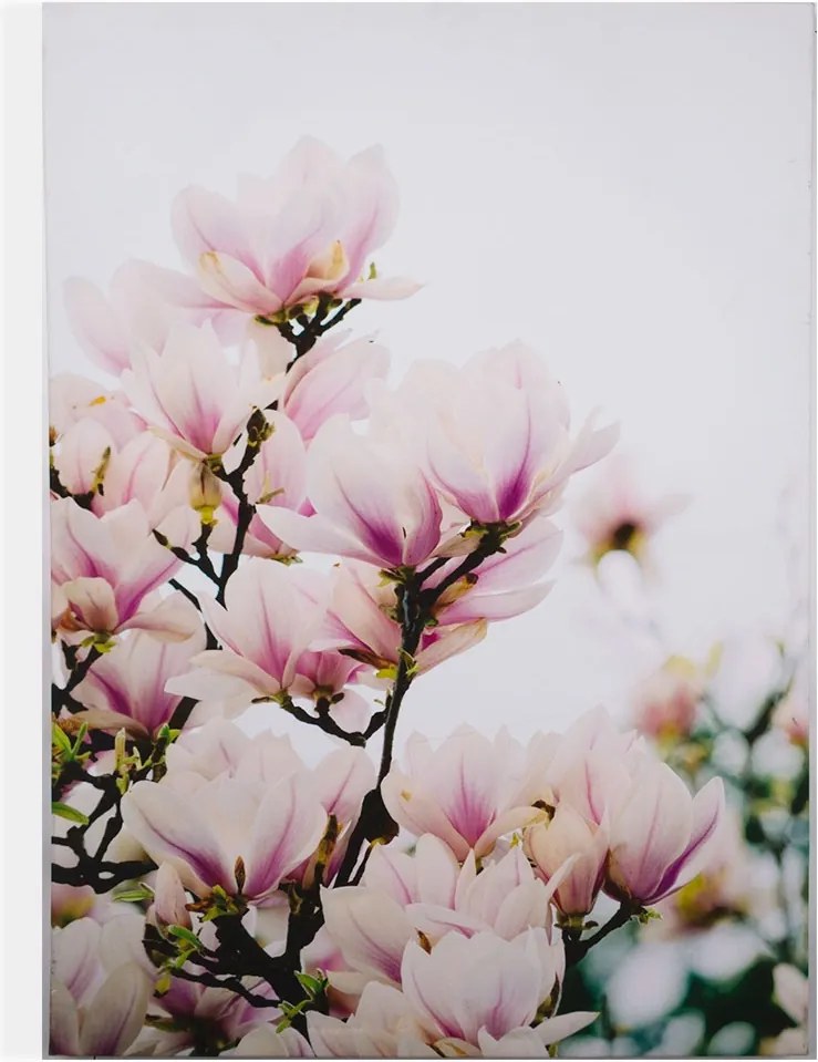 Bezrámový obraz Magnolia Blossoms 104570, Wall Art, Graham Brown