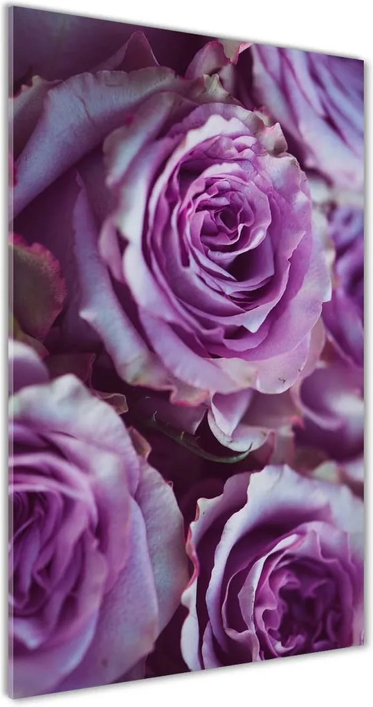 Foto obraz na plátně Fialové růže