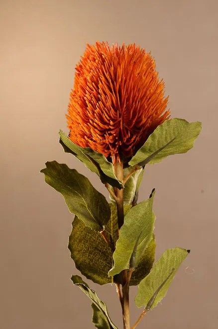 Paramit DRY SMALL BANKSIA Aranžovací květina oranžová 59 cm