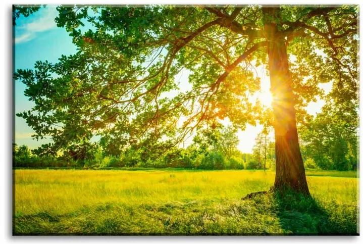 Malvis ® Obraz Strom v ranním slunci Velikost: třídílný obdélník - 90x60 cm