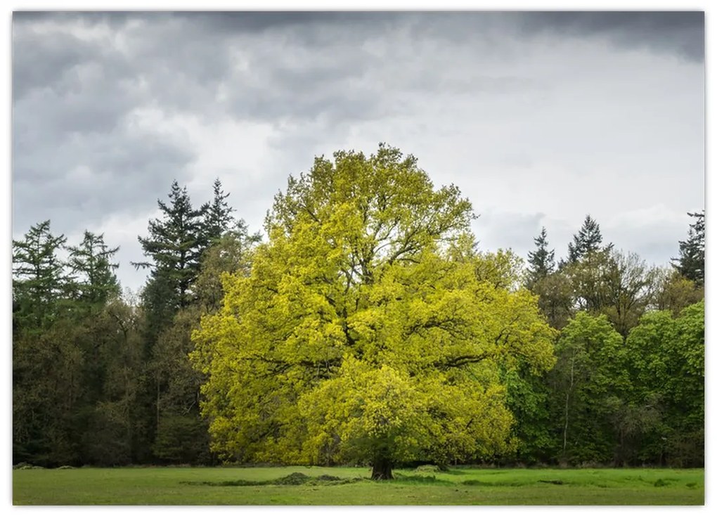 Obraz zeleného stromu uprostřed pole (70x50 cm)