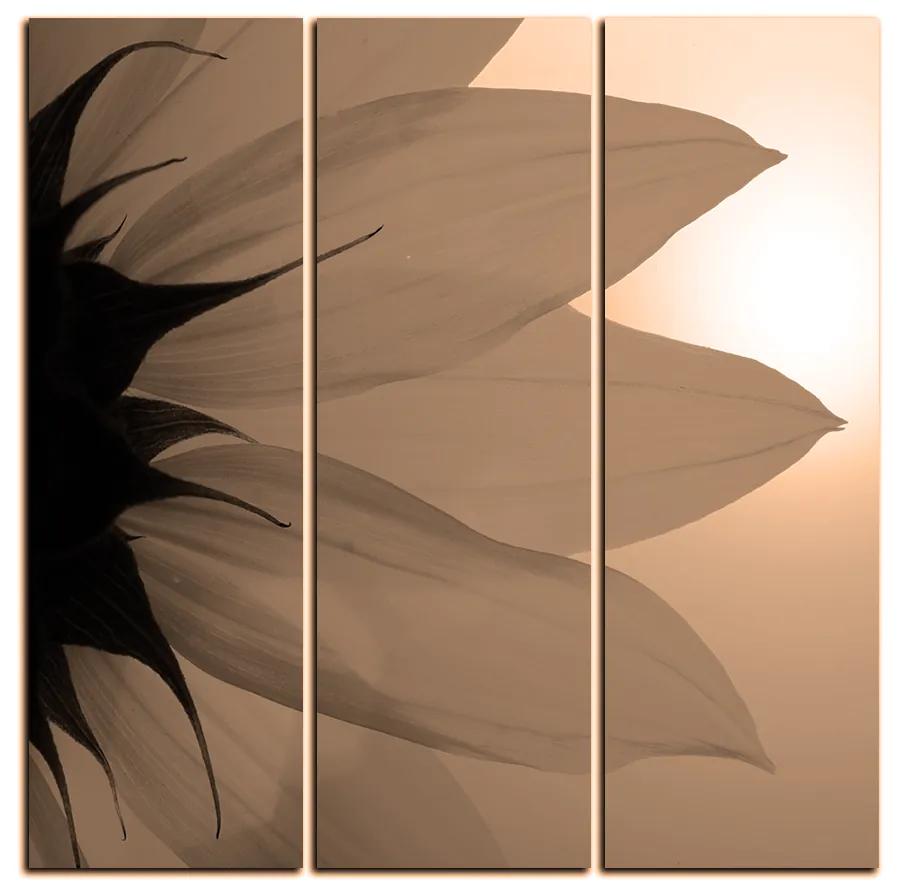 Obraz na plátně - Slunečnice květ - čtverec 3201FB (75x75 cm)