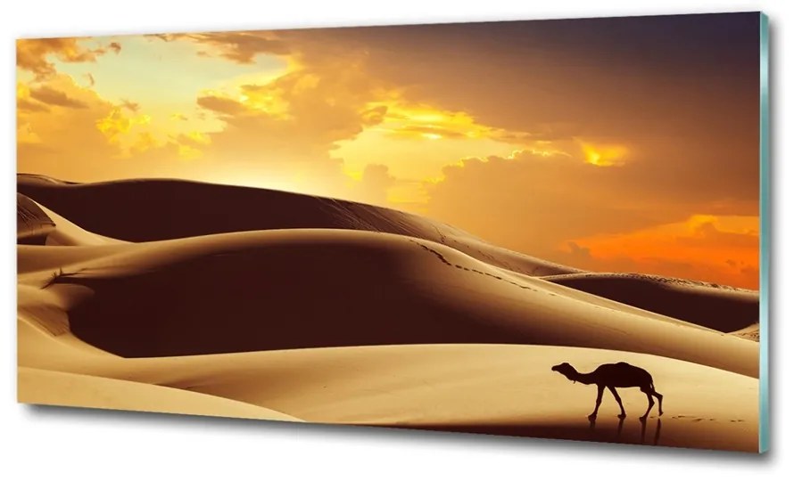 Wallmuralia Foto obraz fotografie na skle Velbloud Sahara 100x50