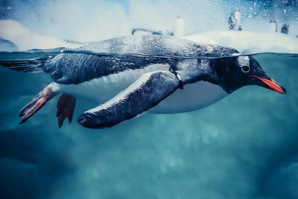 DIMEX | Samolepicí vliesová fototapeta na zeď Plavající tučňák MA-5-0499 | 375 x 250 cm | modrá, bílá, černá, vining-ivy