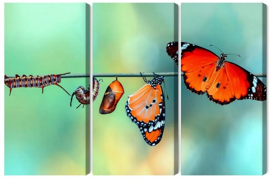 Vícedílný obraz Barevné Housenky A Motýli V Makro Měřítku Nedostatek Nedostatek Plátno Canvas 150x100