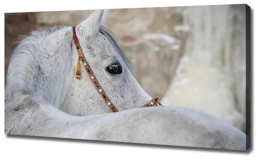 Wallmuralia Foto obraz na plátně Bílý arabský kůň 120x60 cm
