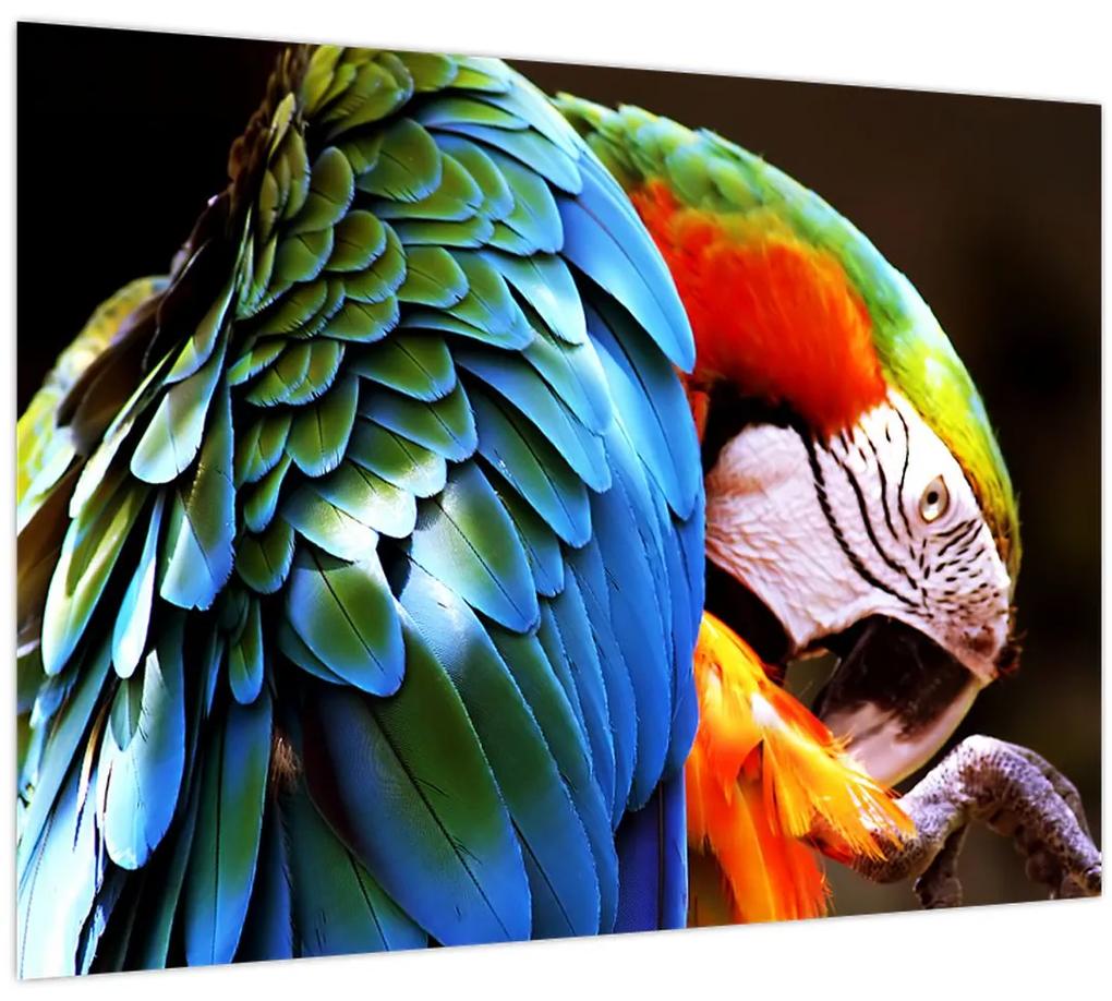 Obraz - Papoušek (70x50 cm)