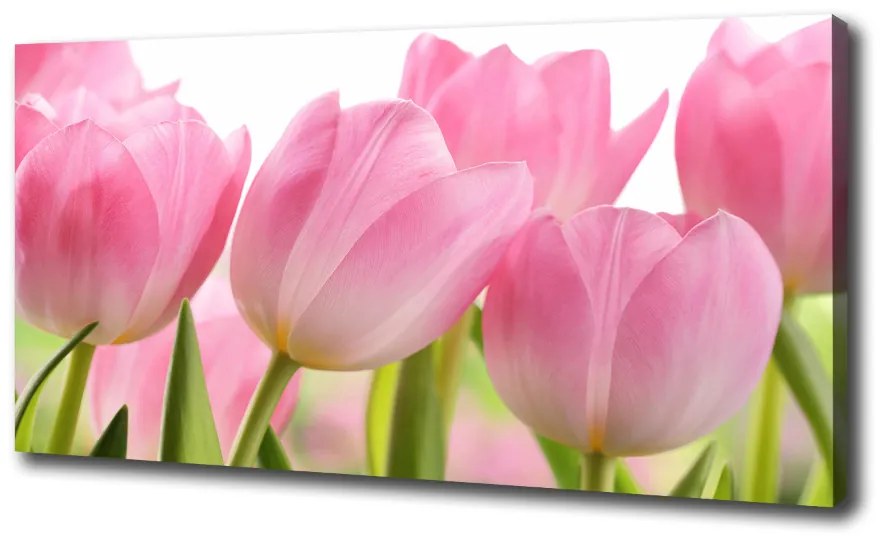 Wallmuralia Foto obraz na plátně Růžové tulipány 100x50